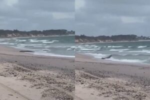 Wide Bay croc escapes 'to the north' | Noosa Today