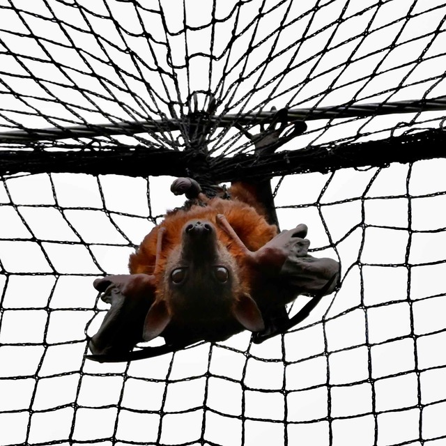 Bats trapped | Noosa Today