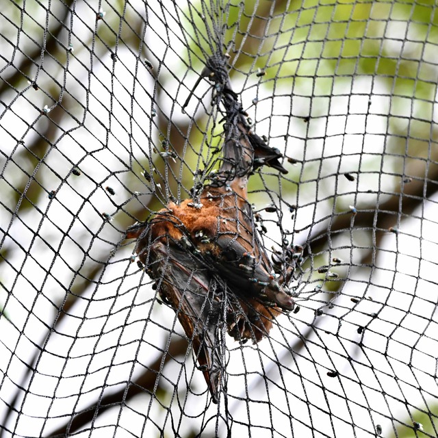 Bats trapped | Noosa Today