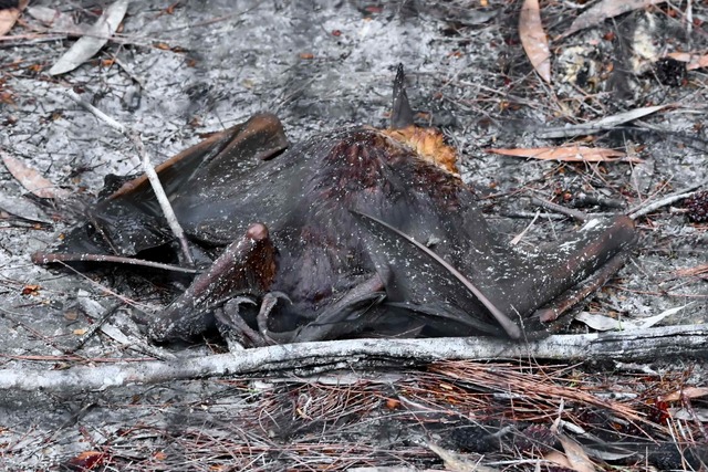 Bats trapped | Noosa Today